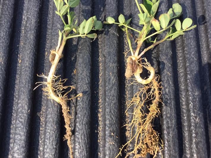 J Root and Stress | NC State Extension